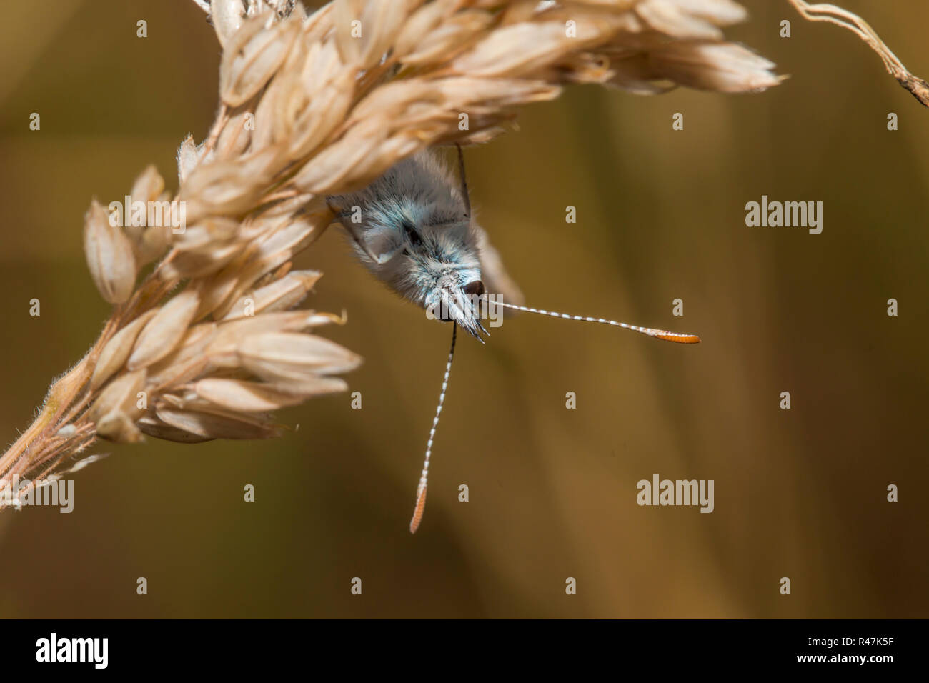 Uling hi-res stock photography and images - Alamy