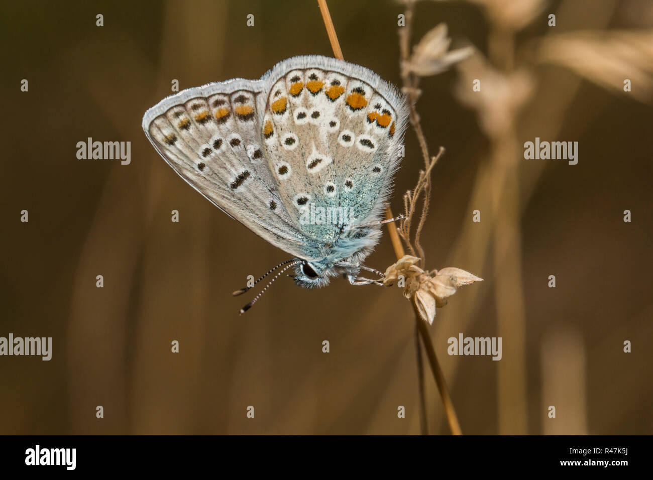 hauhechelblÃ¤uling (polaommatus icarus Stock Photo - Alamy