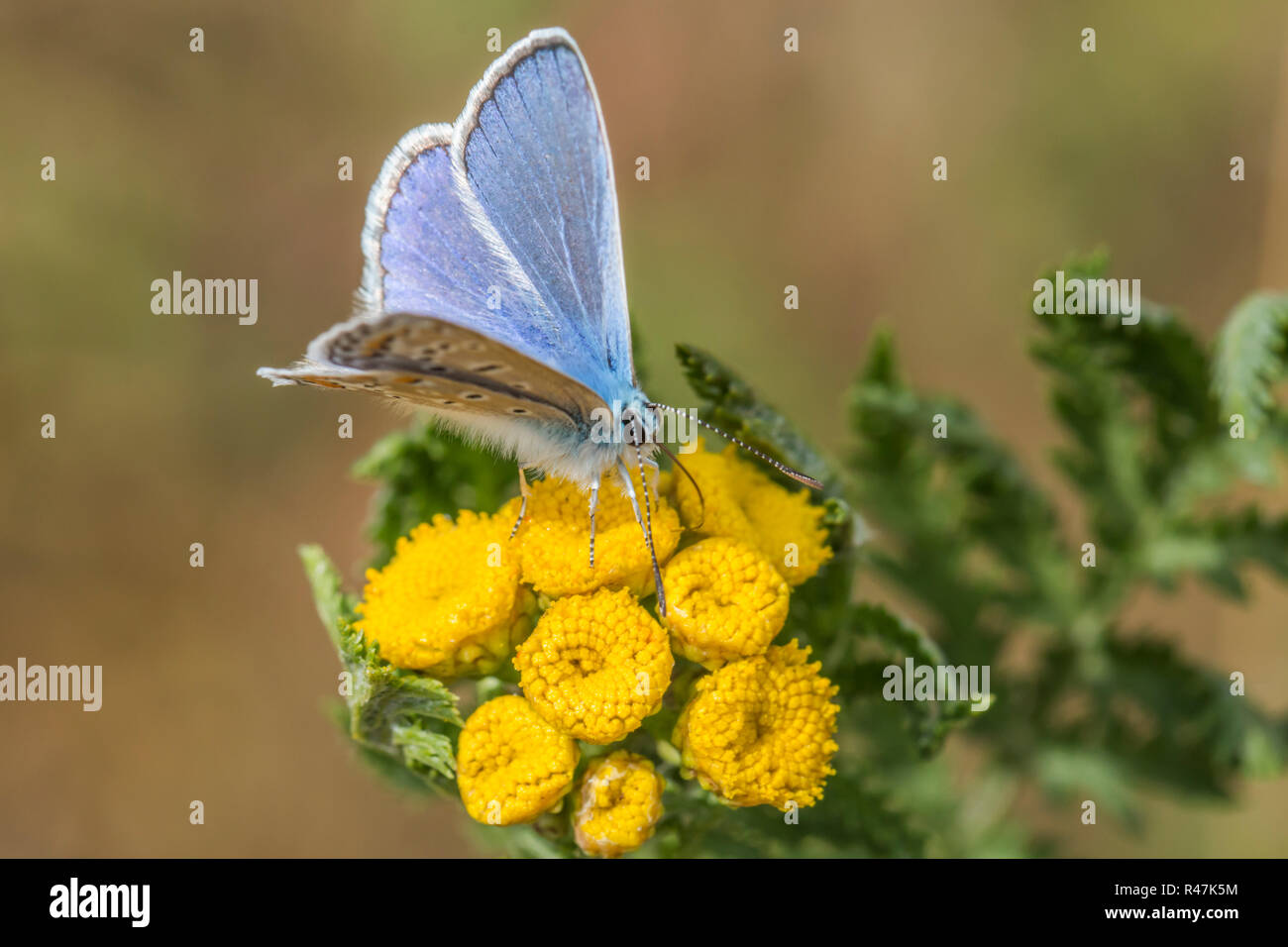 hauhechelblÃ¤uling (polaommatus icarus Stock Photo - Alamy