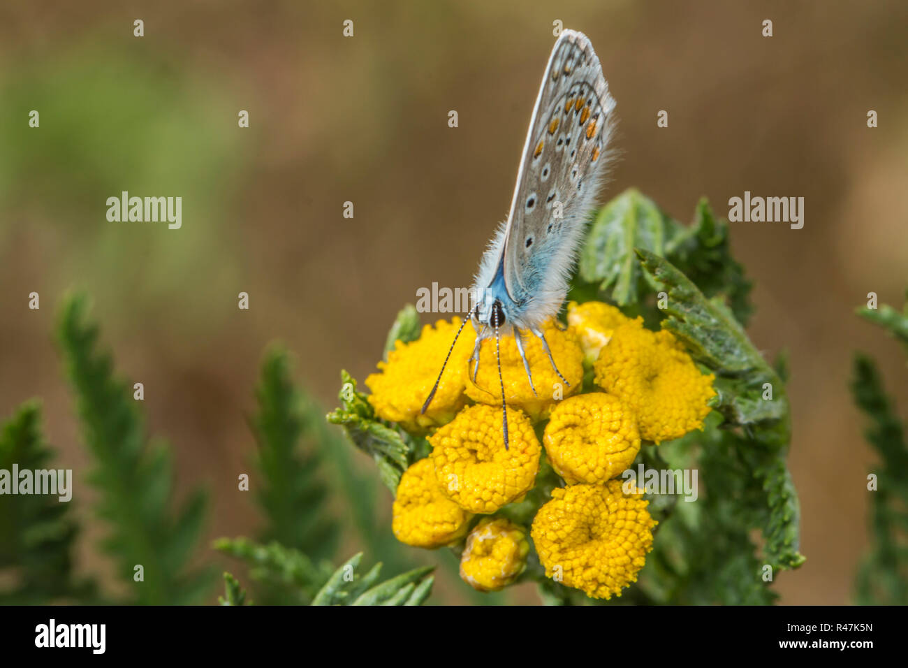 Hauhechelbla uling hi-res stock photography and images - Alamy