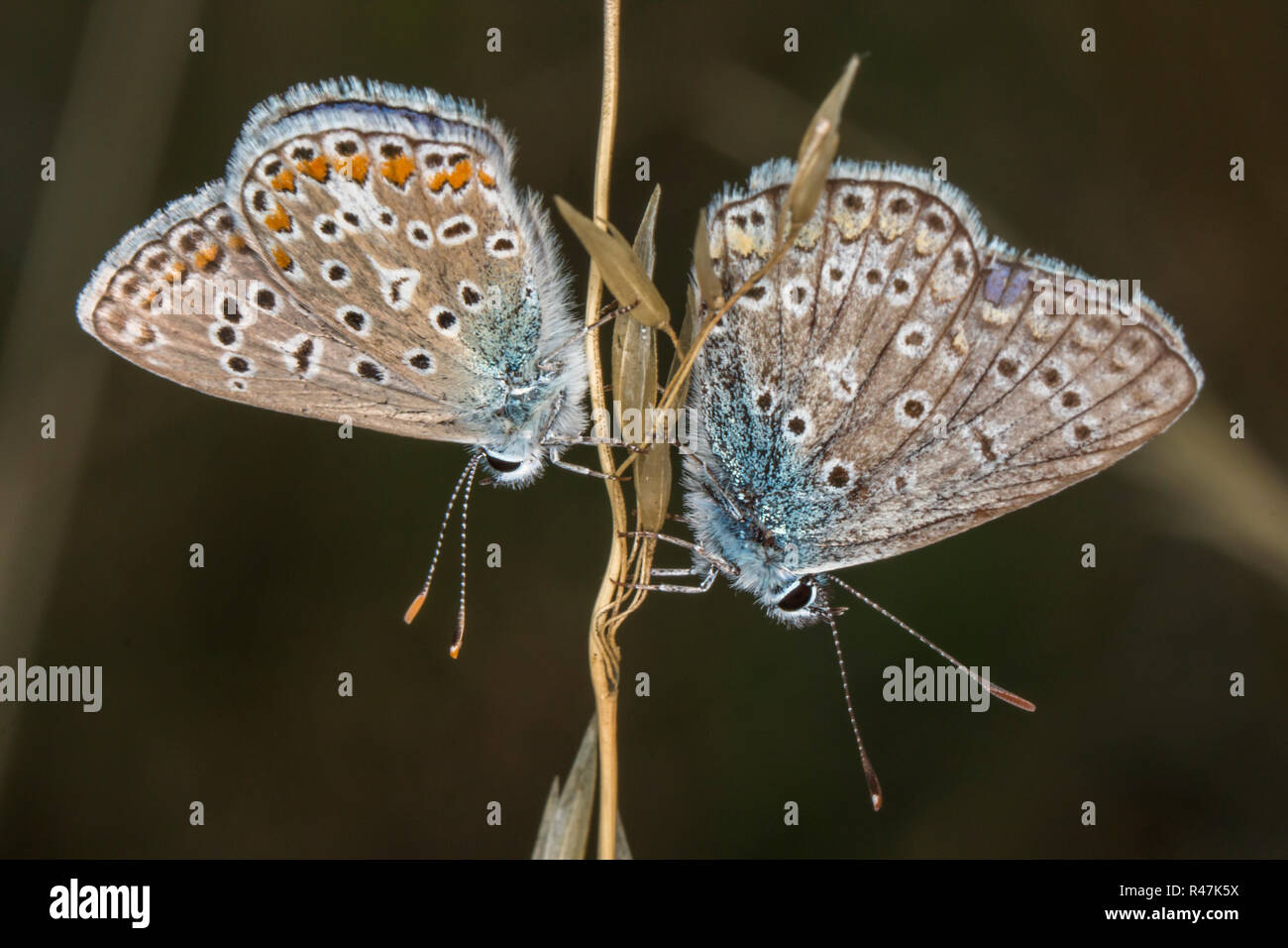 Hauhechelbla uling hi-res stock photography and images - Alamy