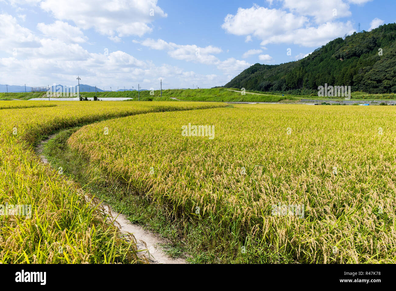 Autumn rice meadow Stock Photo - Alamy