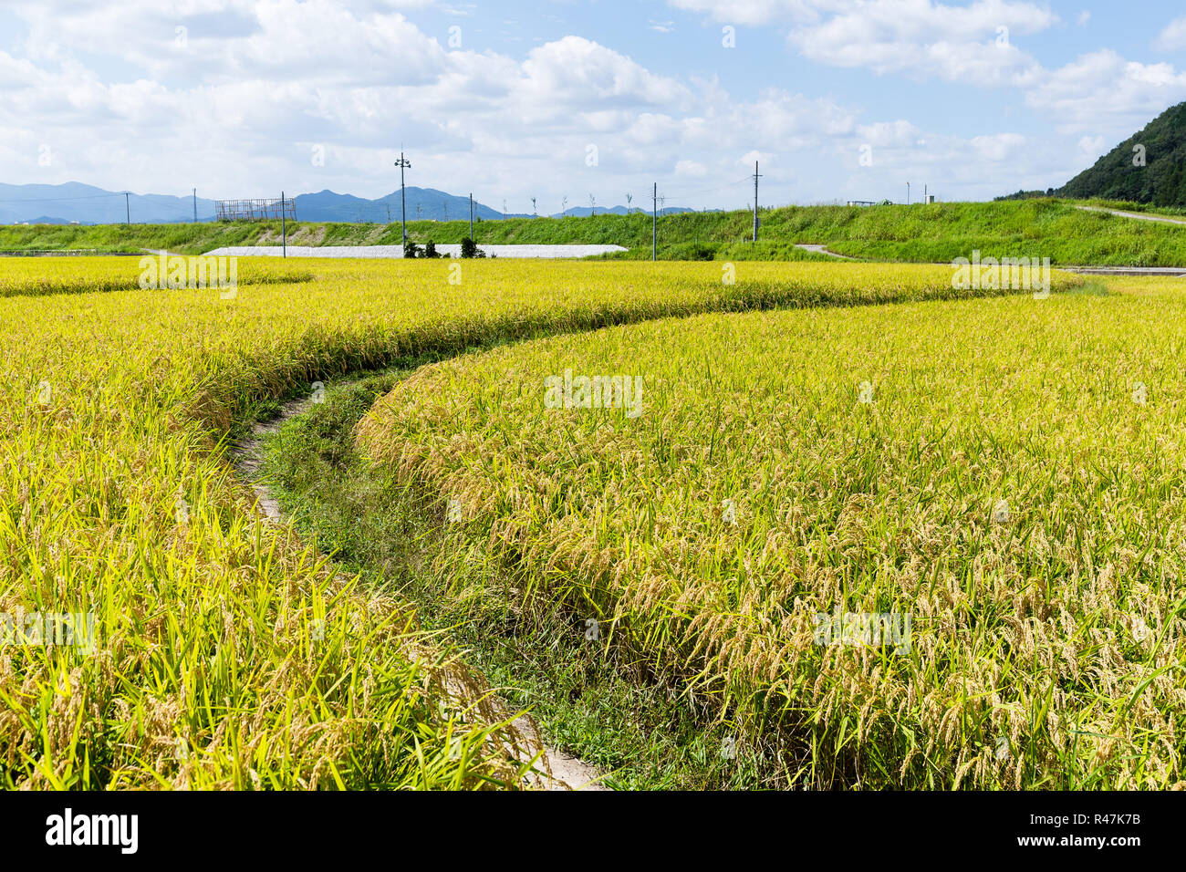 Pathway between the paddy rice meadow Stock Photo - Alamy