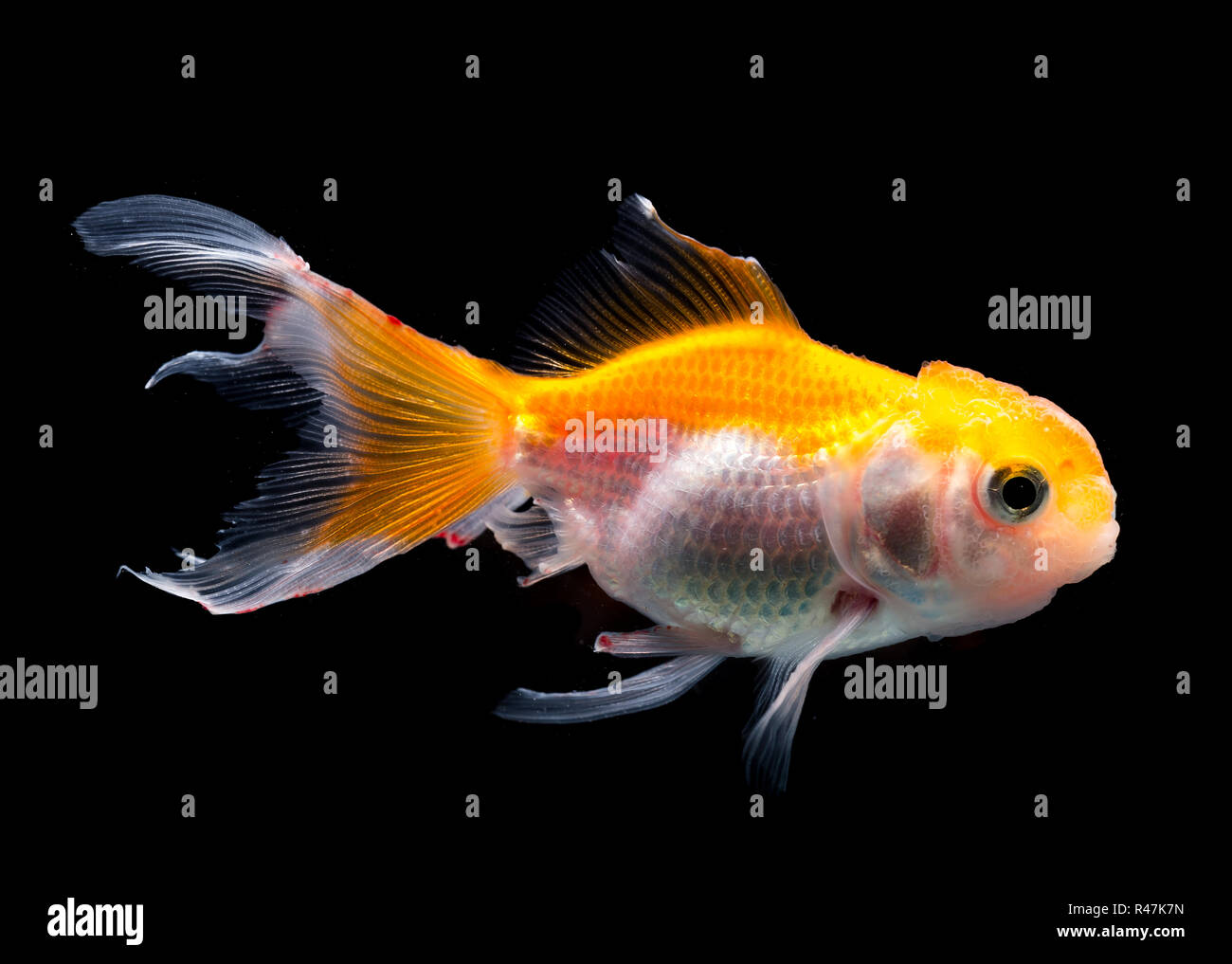 Side profile goldfish Stock Photo - Alamy