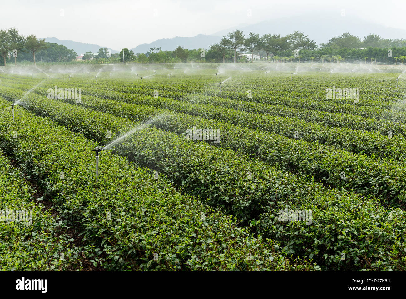 Water supply for green tea farm Stock Photo - Alamy