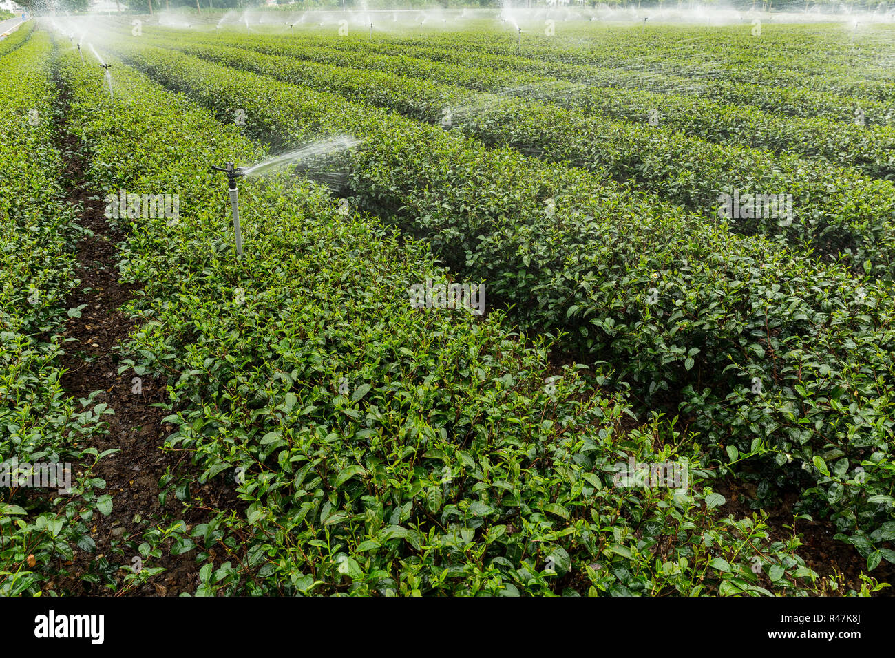 Water supply for tea plant in TaiTung, TaiWan Stock Photo - Alamy