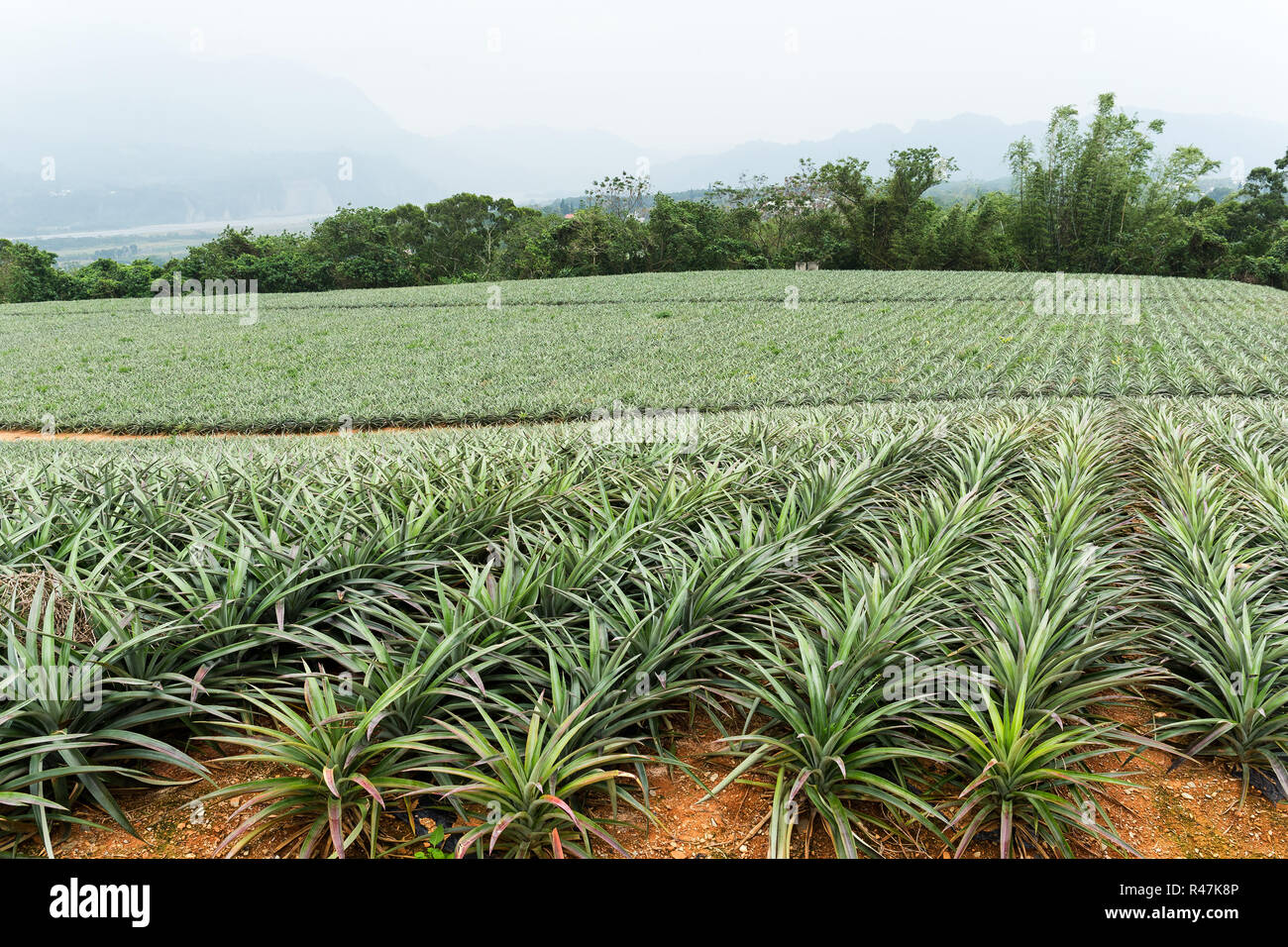 Pineapple fruit field in TaiTung, TaiWan Stock Photo - Alamy