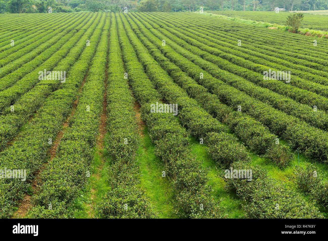 Tea plantation in TaiWan Stock Photo - Alamy