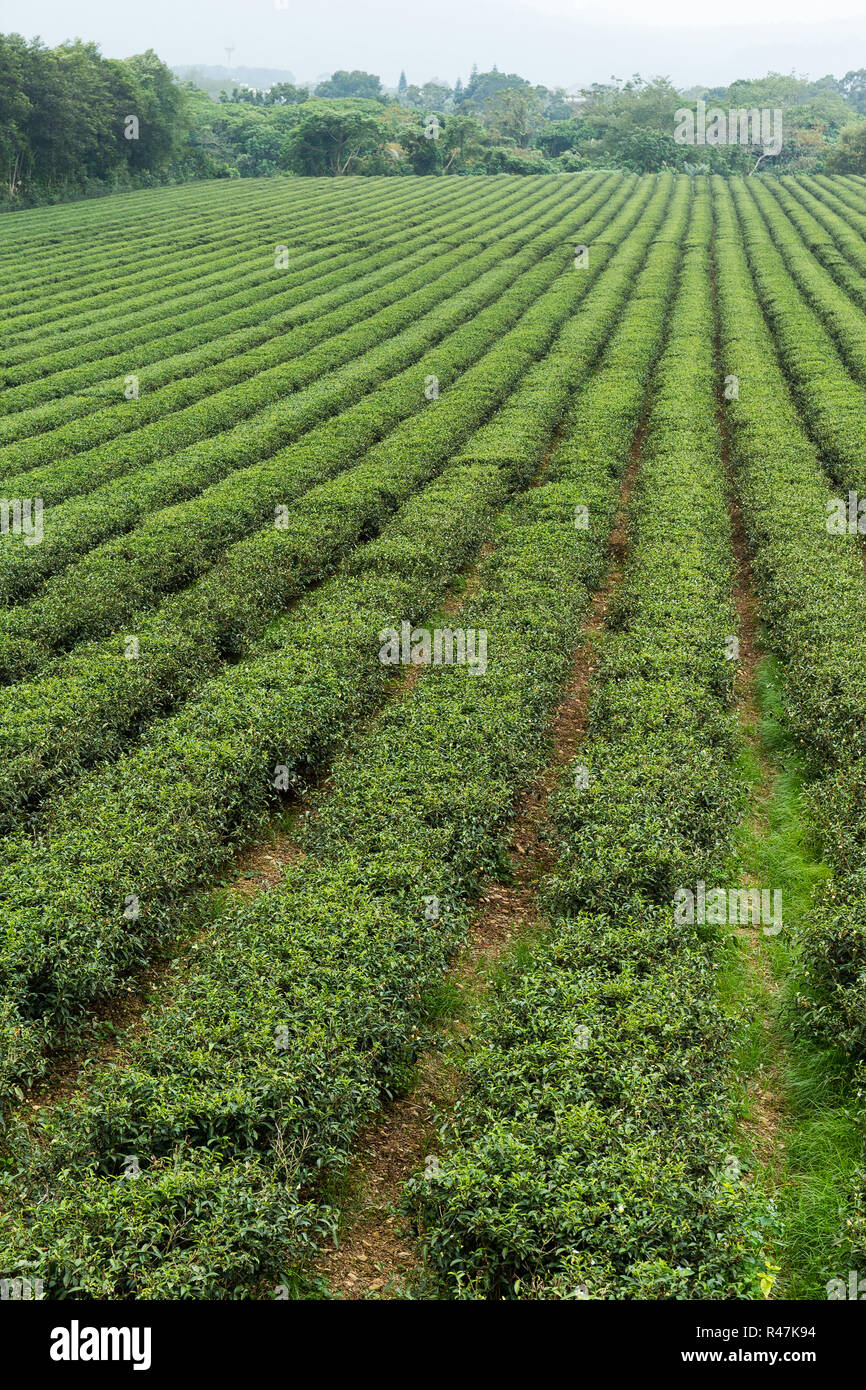 Tea farm on mountain Stock Photo - Alamy