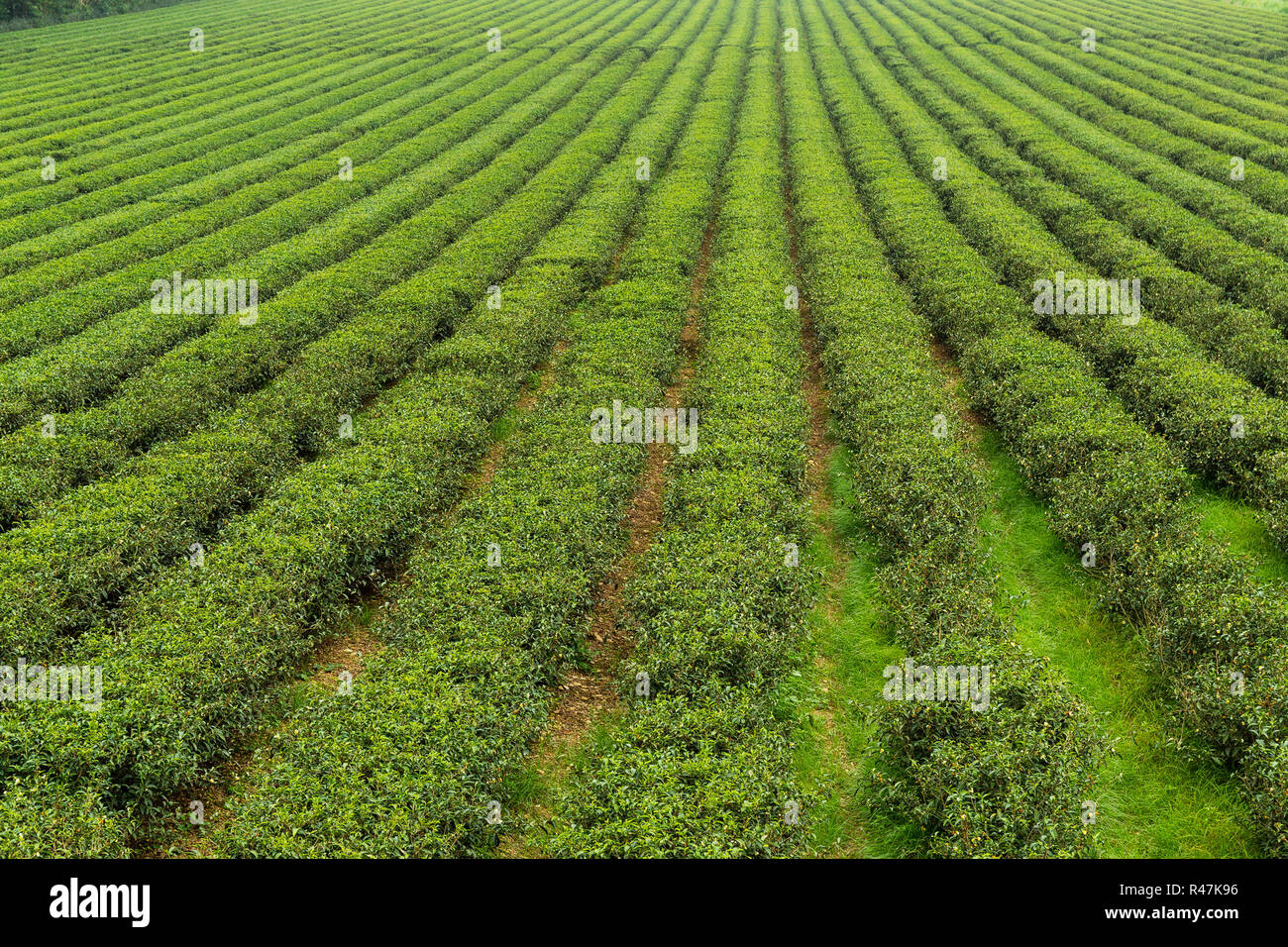 Green tea farm Stock Photo - Alamy