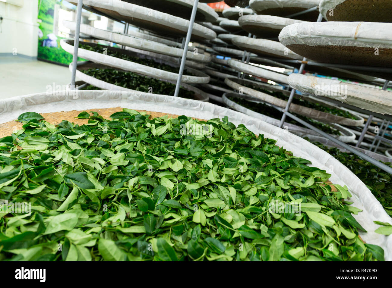 Processing of fermentation for tea Stock Photo - Alamy