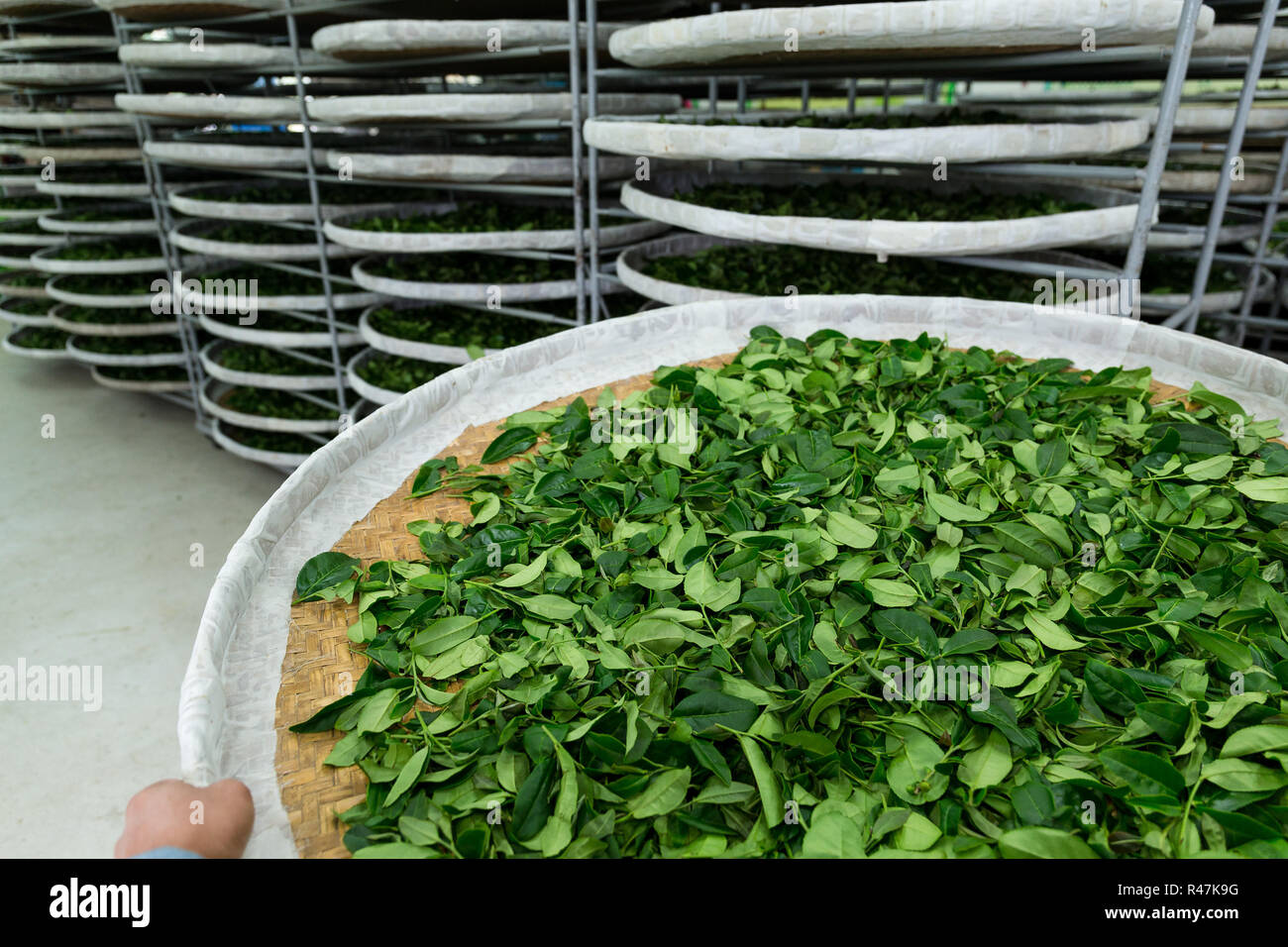 Fermentation racks of tea Stock Photo - Alamy