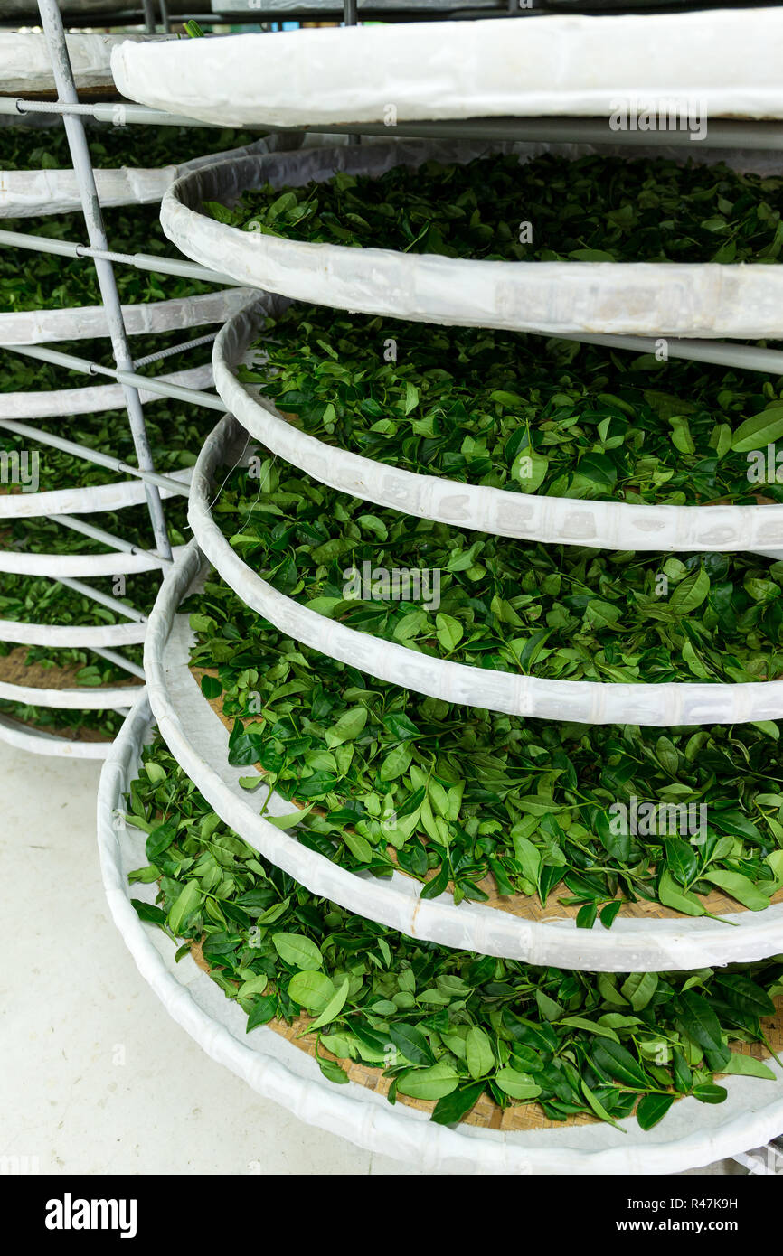 Processing of fermentation for tea in factory Stock Photo - Alamy