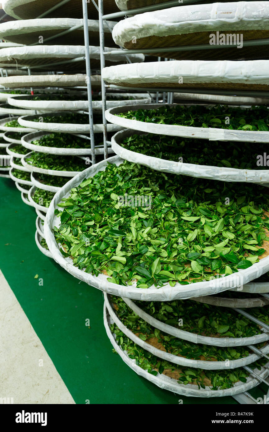 Factory leaf hi-res stock photography and images - Alamy