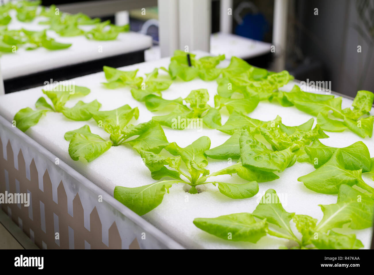 Hydroponic organic vegetable plots cultivation farm Stock Photo - Alamy