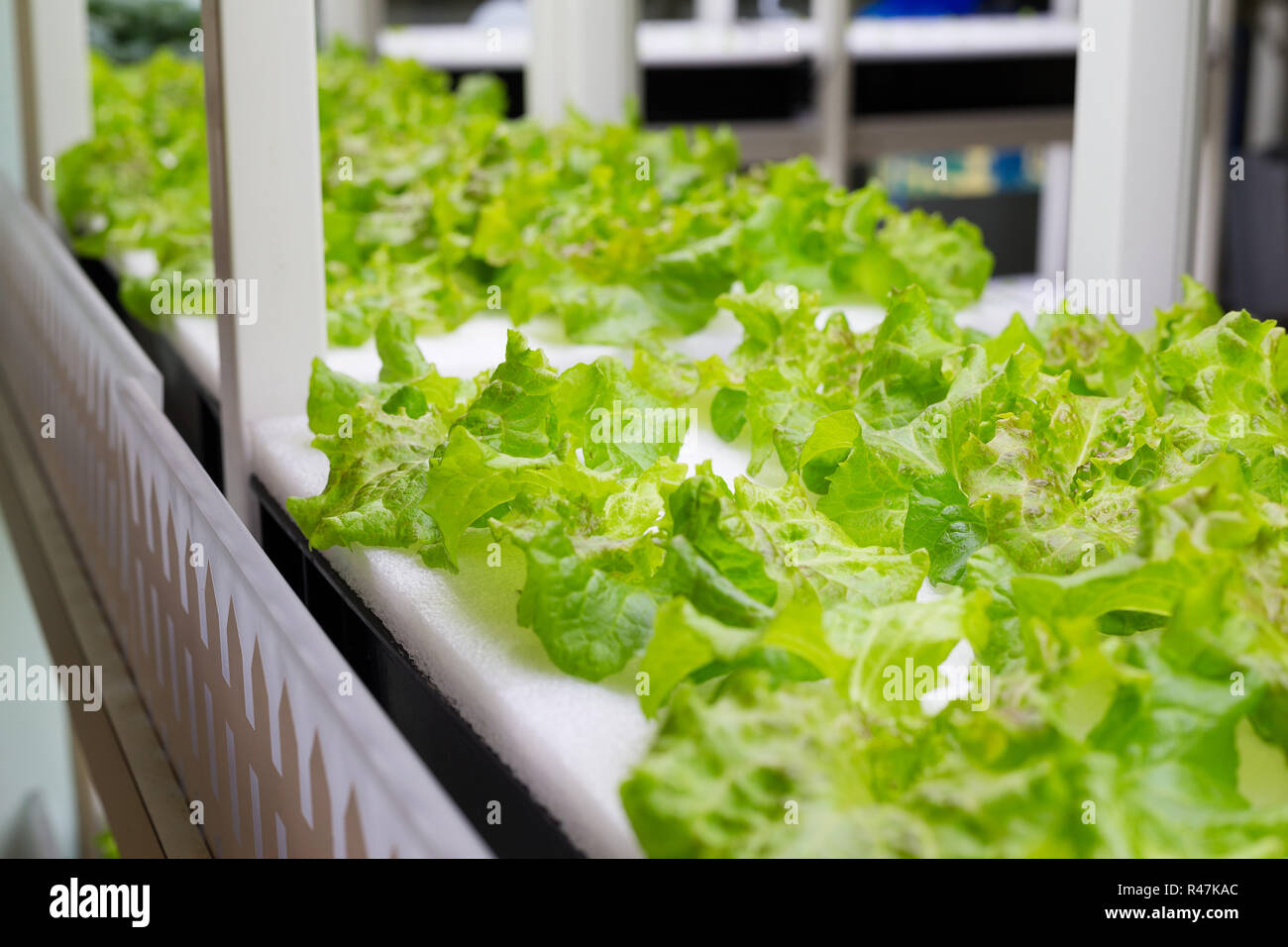 Indoor Hydroponics system Stock Photo - Alamy