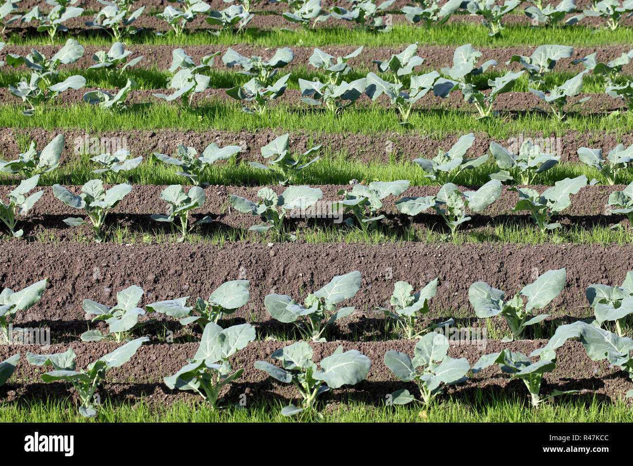 broccoli growing in rows Stock Photo - Alamy