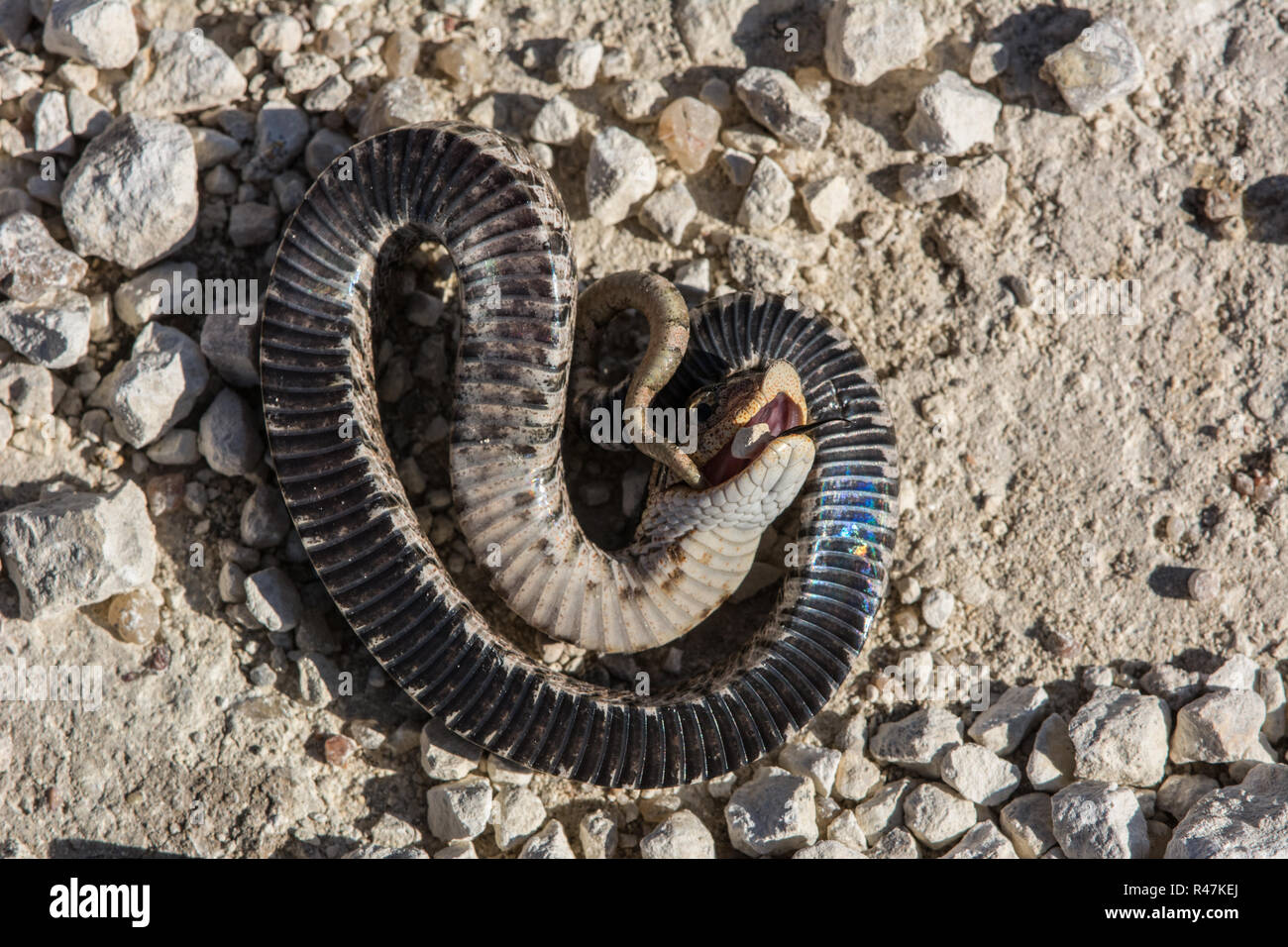 Hognose snake playing dead hi-res stock photography and images - Alamy