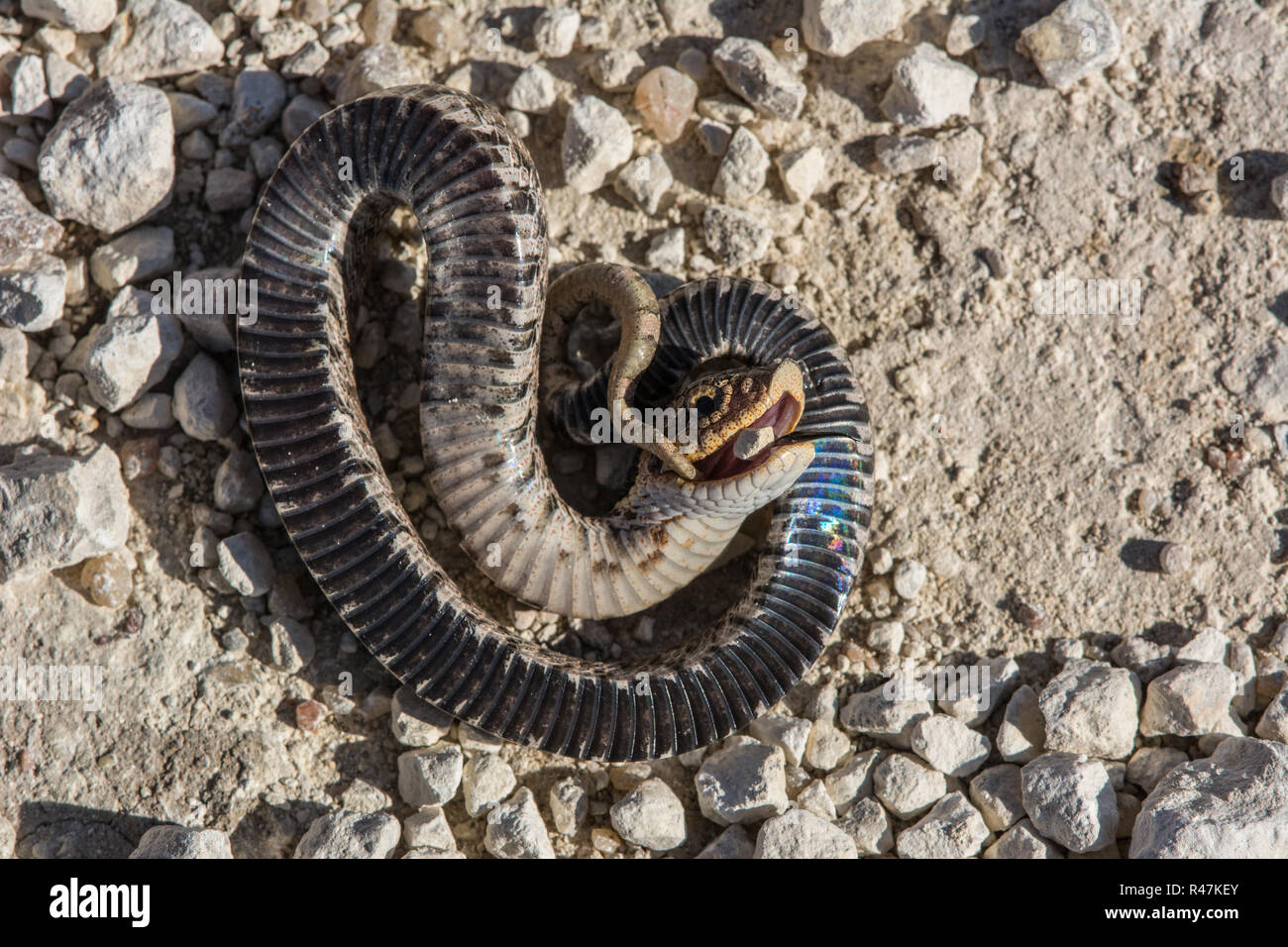 Hognose snake playing dead hi-res stock photography and images - Alamy