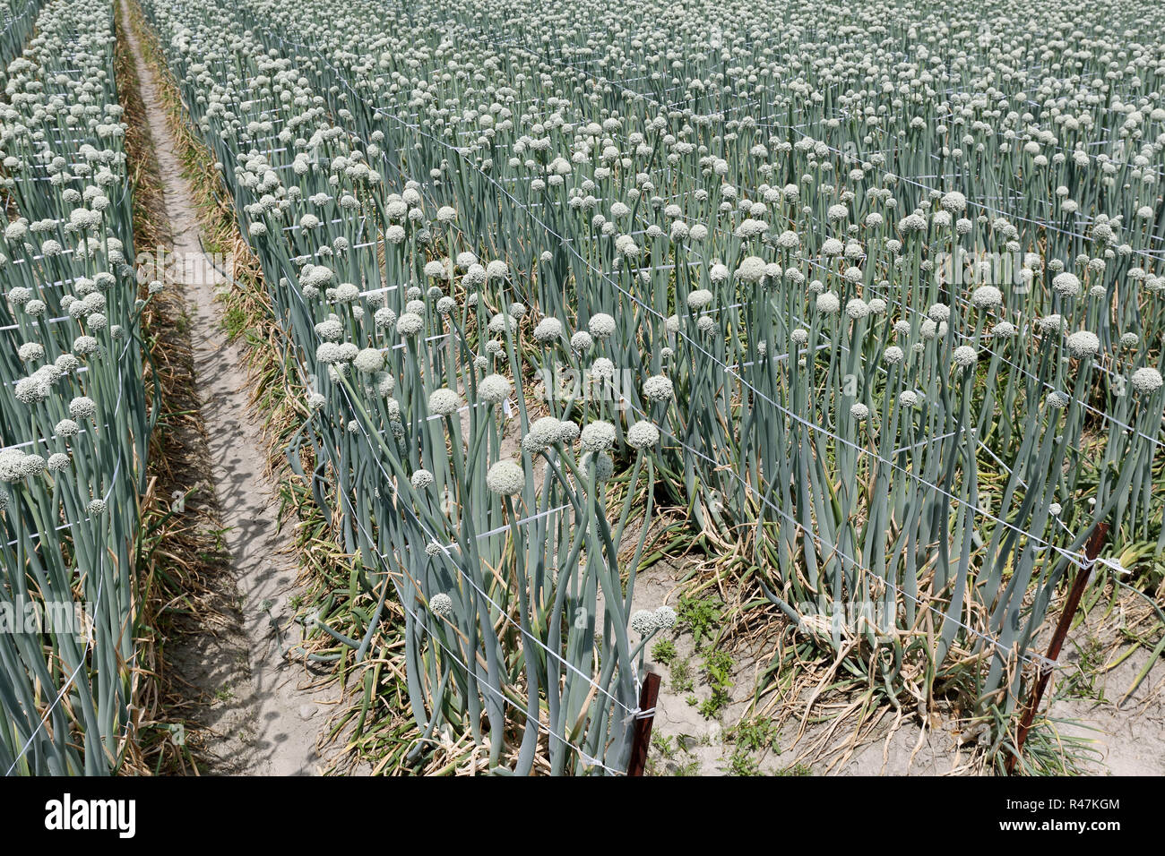 Farm field onion plant edible hi-res stock photography and images - Alamy
