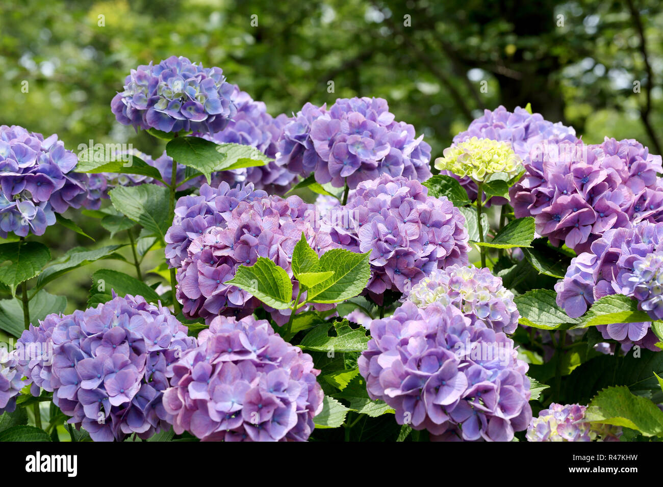 Enormous hydrangea flowers hi-res stock photography and images - Alamy