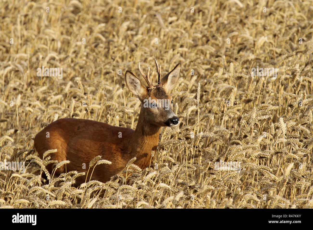 Geha field hi-res stock photography and images - Alamy