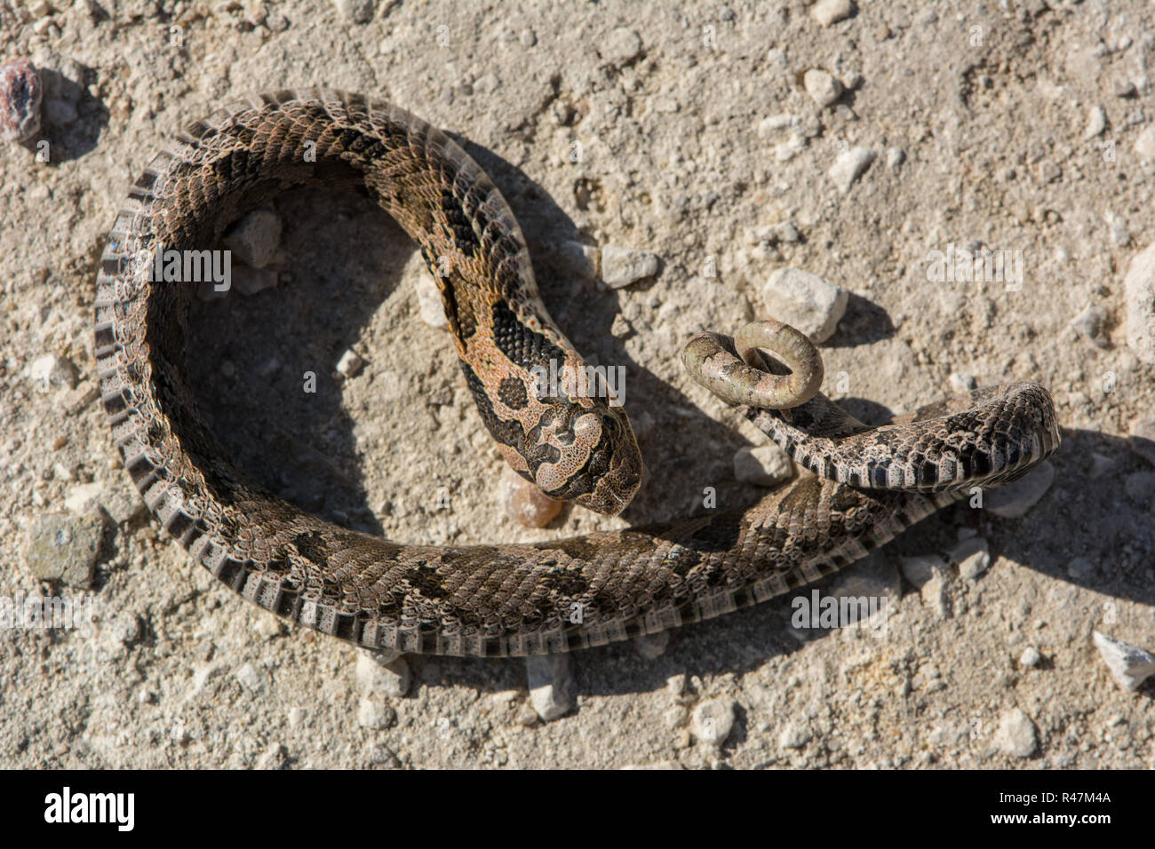 Baby Eastern Hognose Snake