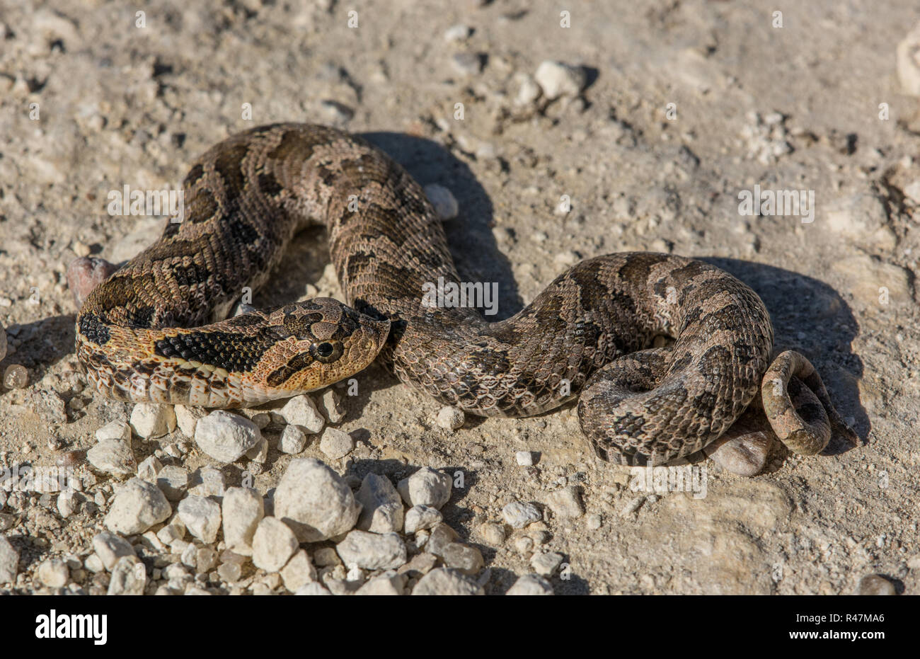 Eastern Hog-nosed Snake (Heterodon platirhinos) from Ellis County ...