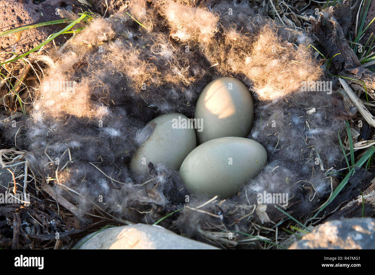 Eiderdaunen hi-res stock photography and images - Alamy