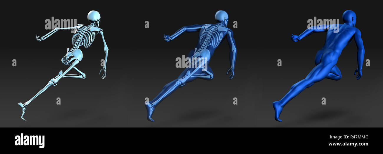 Human Anatomy with Visible Skeleton and Muscles Stock Photo - Alamy