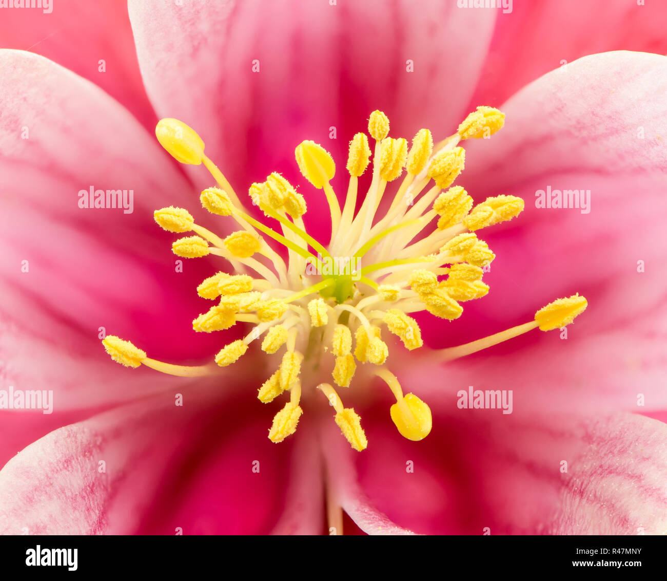 Anther flower detail hi-res stock photography and images - Alamy