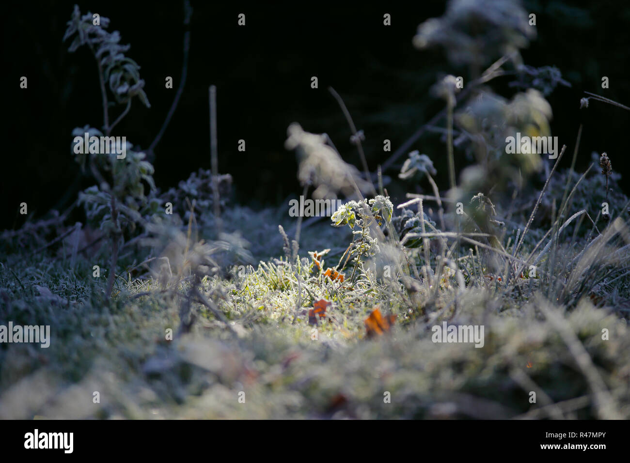 Morning frost. Autumn hoarfrost on the grass. Frost on bushes. Autumn ...