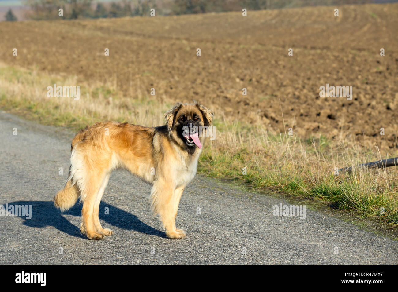 Happy leonberger hi-res stock photography and images - Alamy