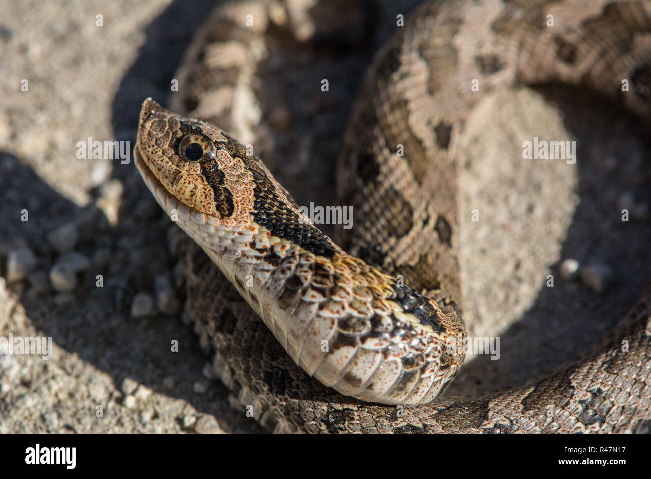 Hognose snake playing dead hi-res stock photography and images - Alamy