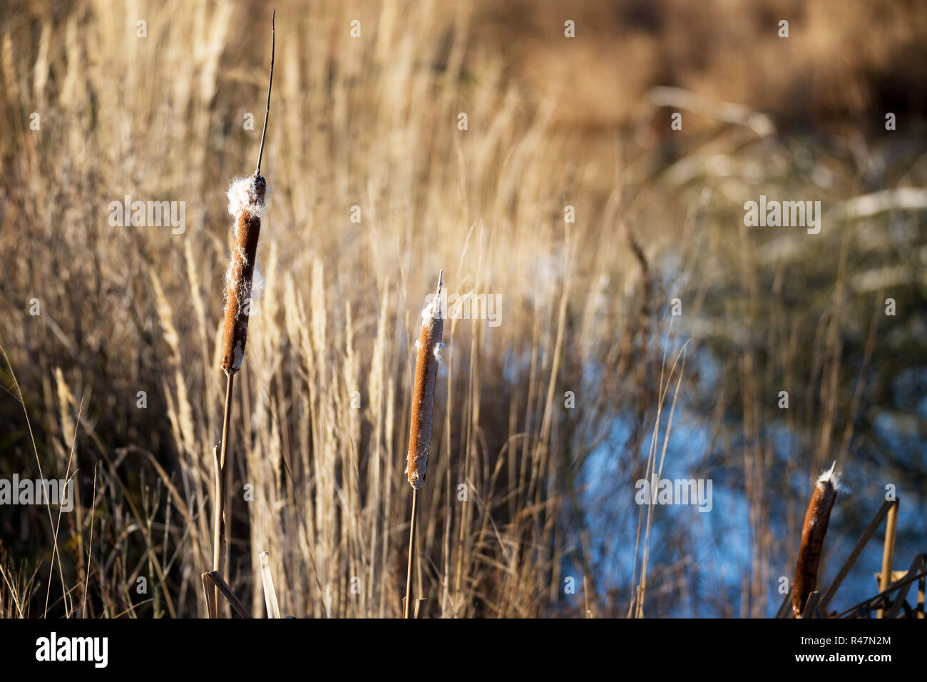 reeds at the pond Stock Photo - Alamy