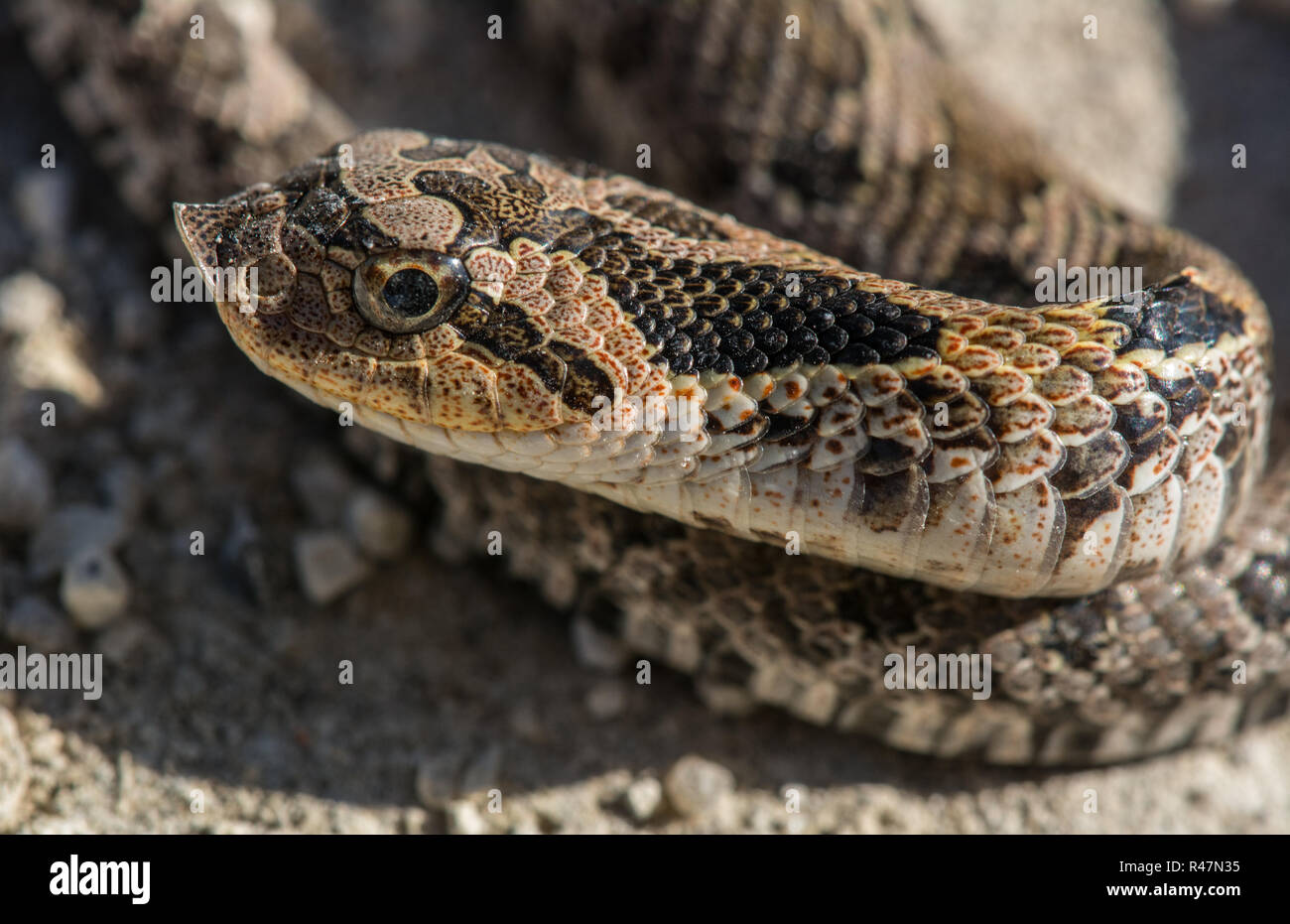 Eastern Hog-nosed Snake (Heterodon platirhinos) from Ellis County ...