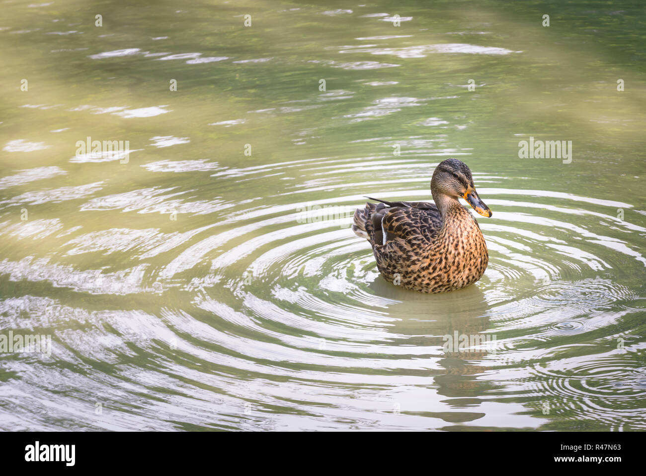 duck in lake Stock Photo - Alamy