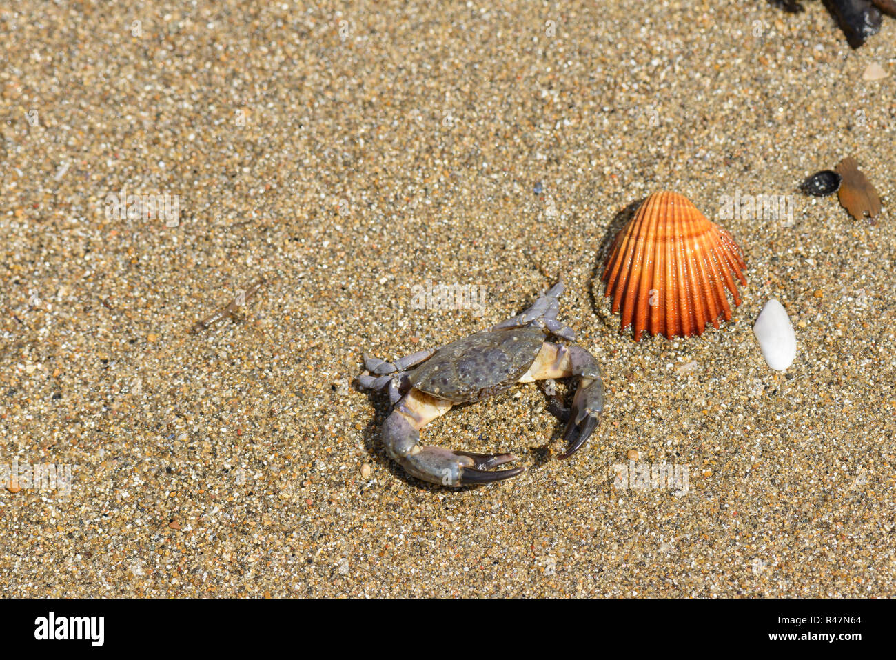 crab and shell Stock Photo - Alamy