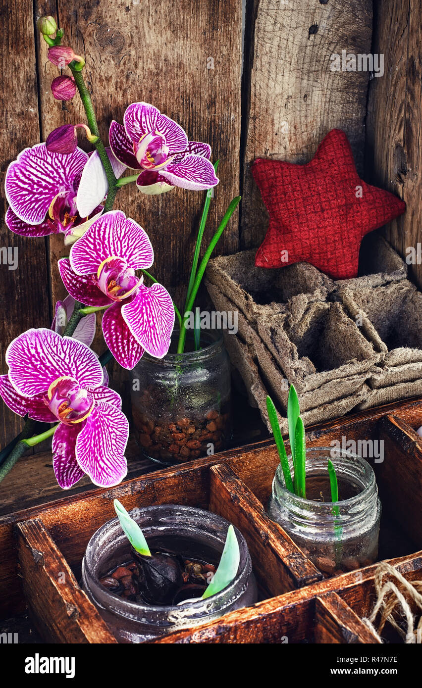 Orchid seed germination hi-res stock photography and images - Alamy
