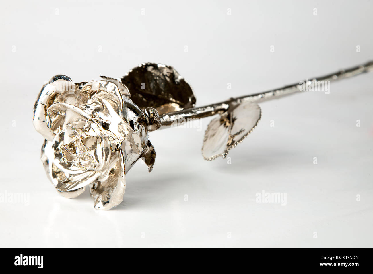 Silver rose hi-res stock photography and images - Alamy