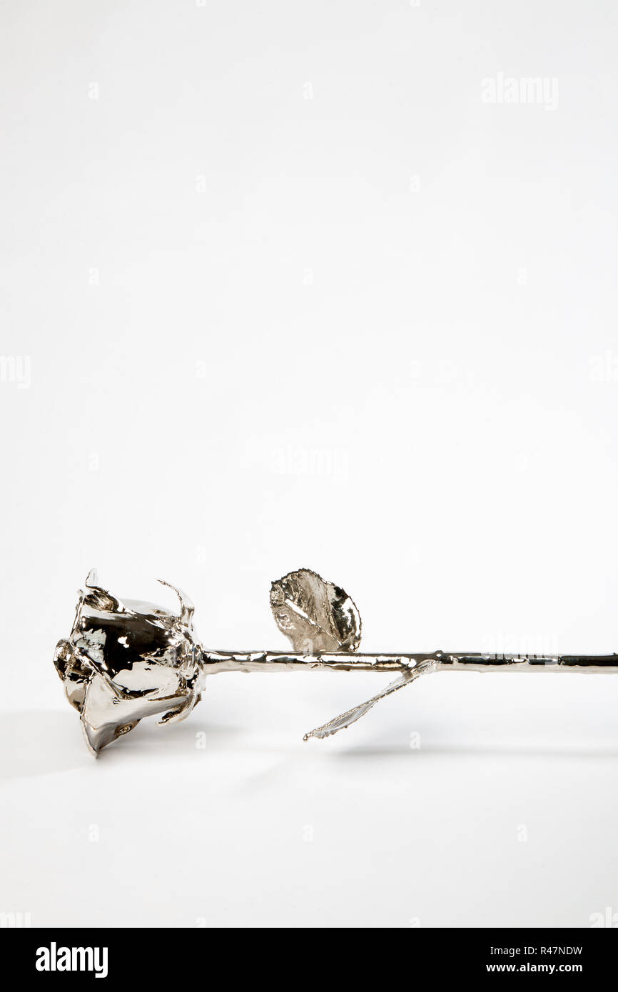 Silver Rose High Resolution Stock Photography and Images - Alamy