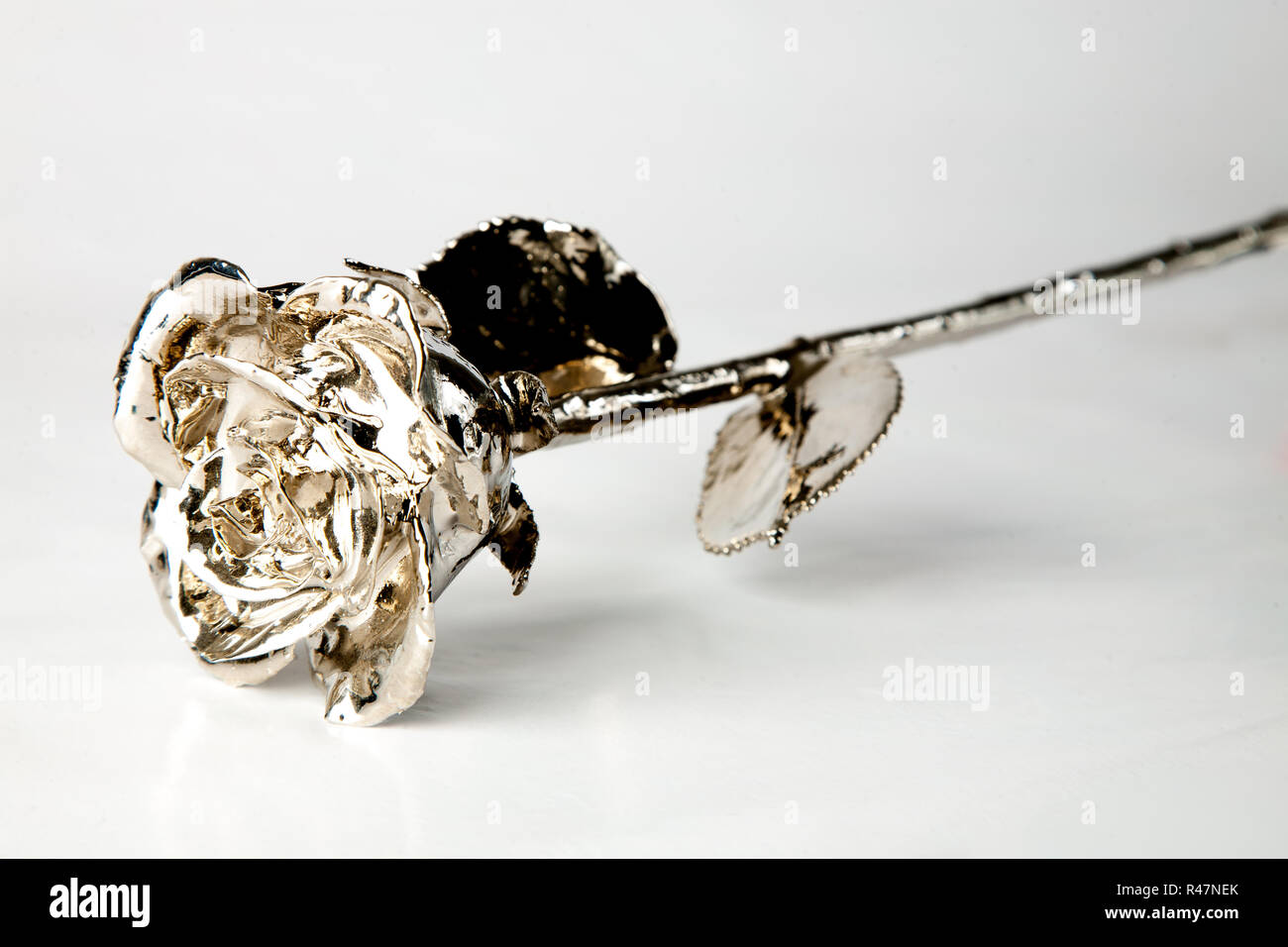 Silver rose hi-res stock photography and images - Alamy