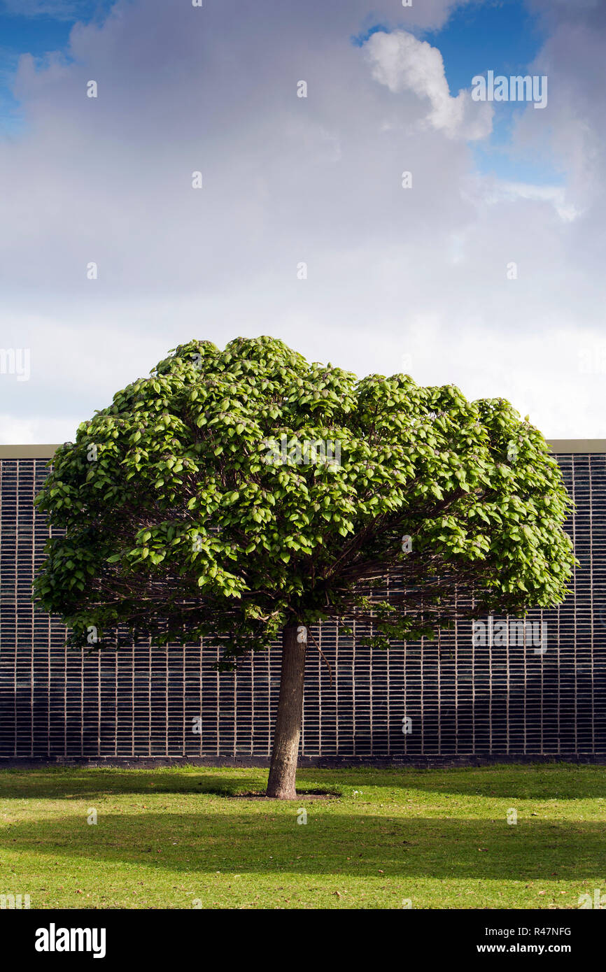 Wall and tree Stock Photo - Alamy