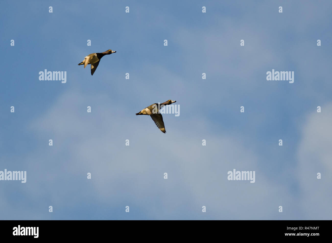 Flying ring necked duck hi-res stock photography and images - Alamy