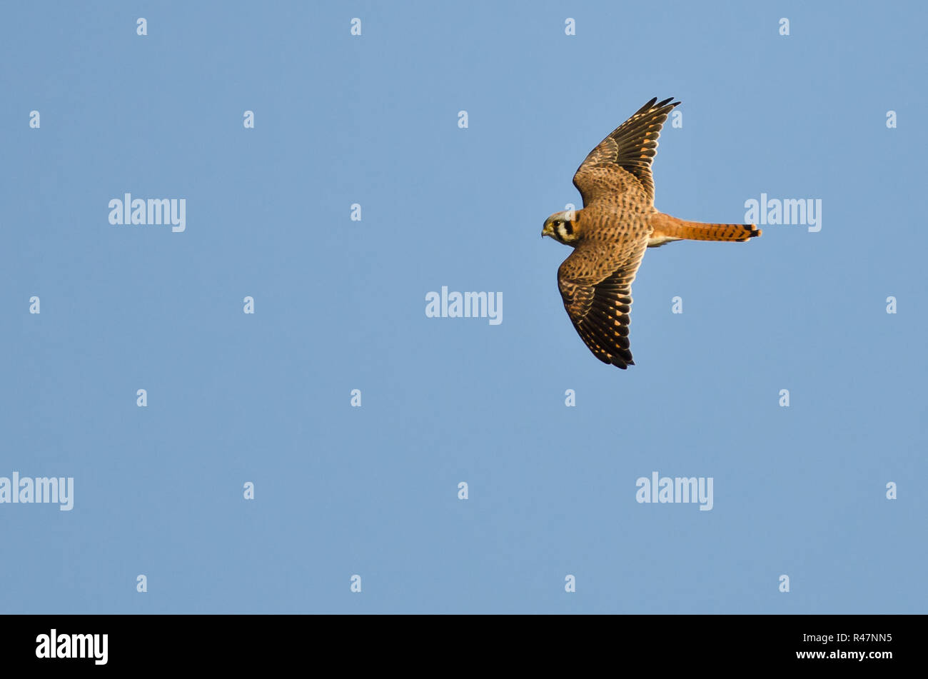 American kestrel in flight hi-res stock photography and images - Alamy
