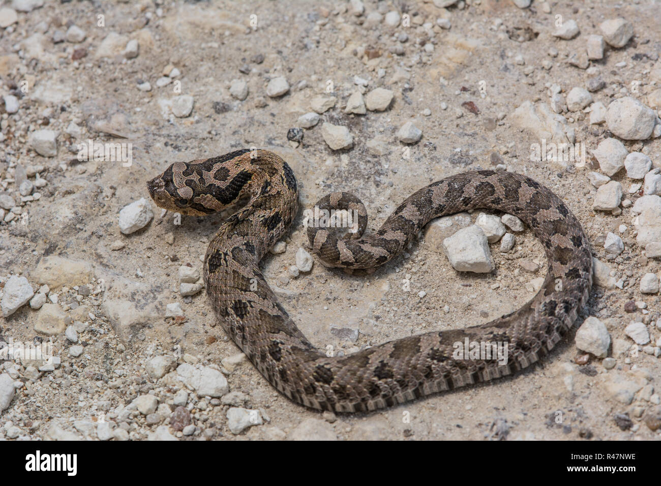 Baby hognose snake hi-res stock photography and images - Alamy