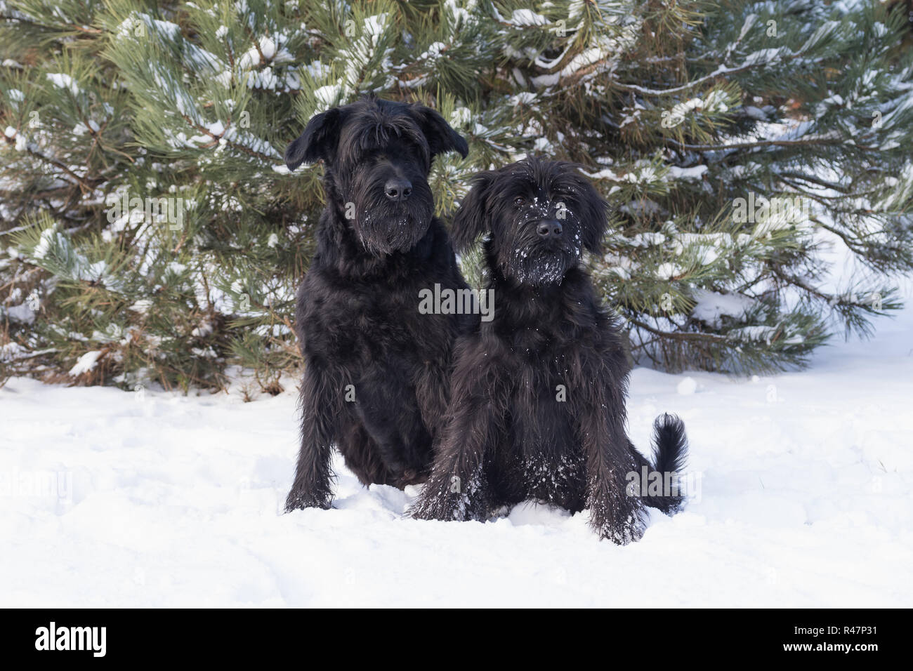 Portrait pair schnauzer dog hi-res stock photography and images - Alamy