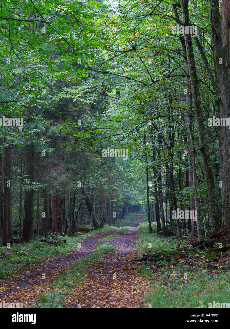 straight ground road leading across forest Stock Photo - Alamy