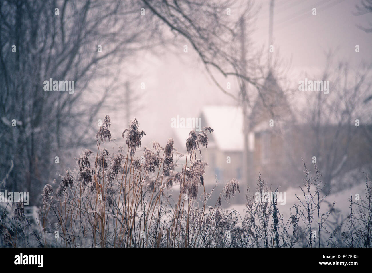 Snow and winter. Belarus village, countryside in winter Stock Photo - Alamy