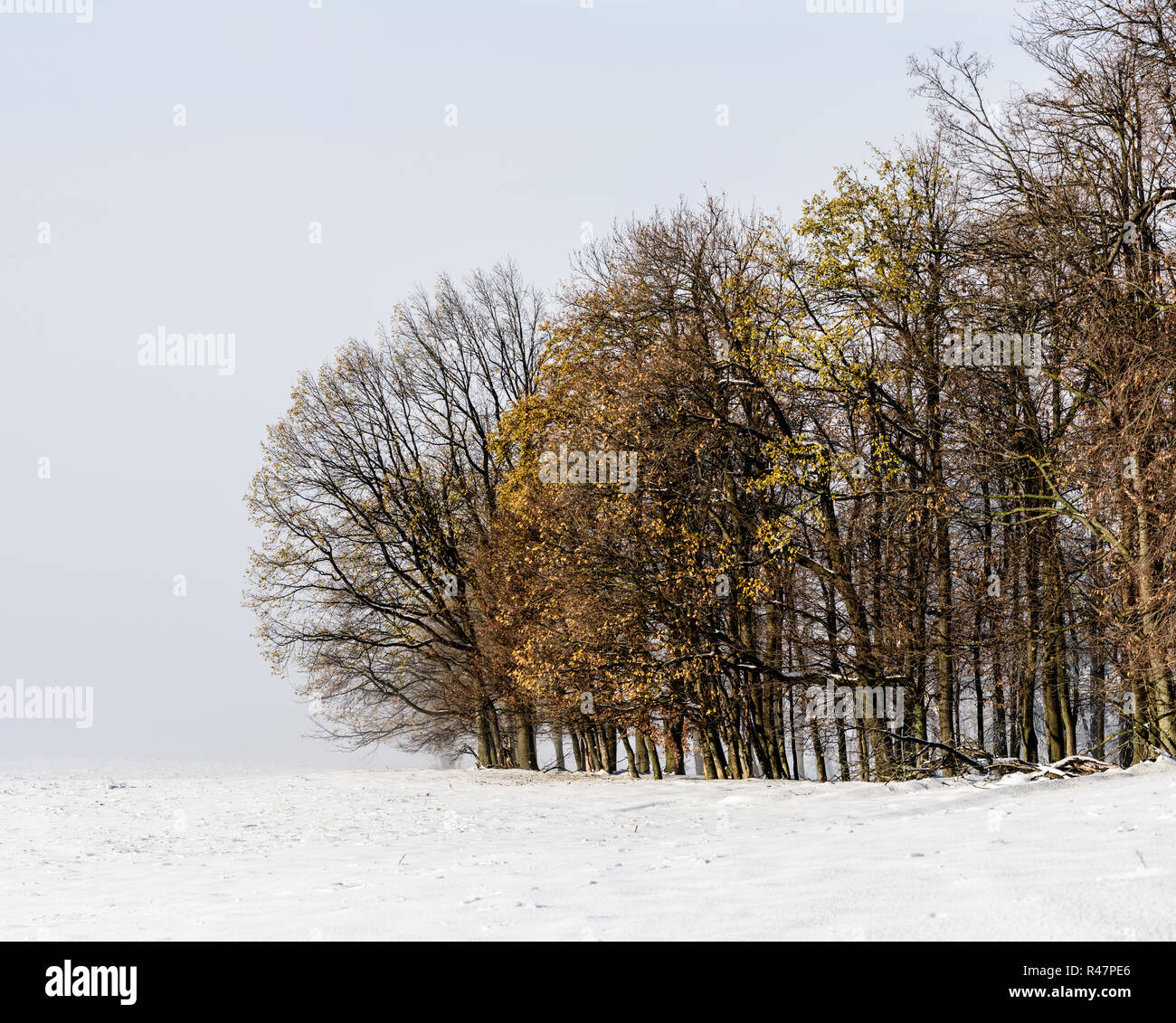 Beautiful winter landscape with deciduous forest. Deciduous trees in ...